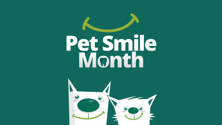Pet Smile Month | The Vet in St Margarets